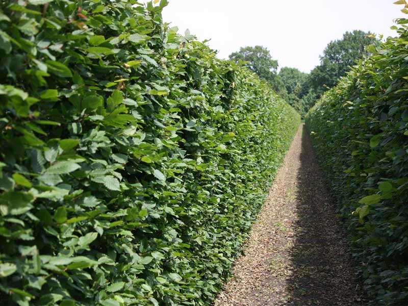 hornbeam-hedging - Langley Horticulture