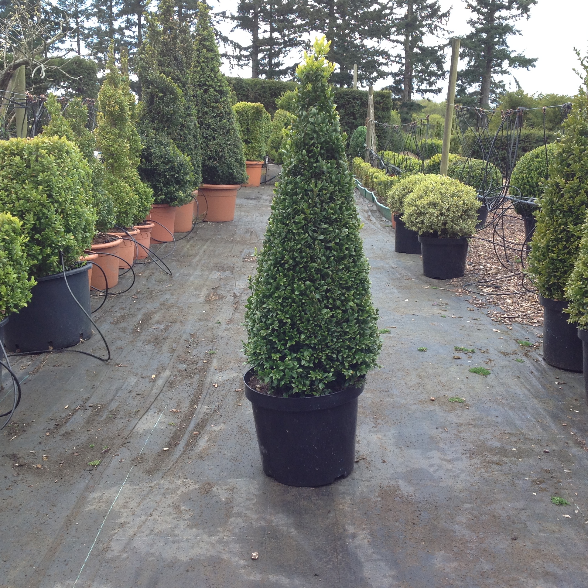 Obelisk - Langley Horticulture