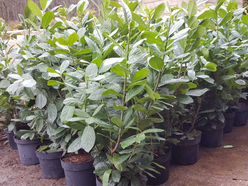 Just In - Common Laurel Prunus laurocerasus - Langley Horticulture Rake