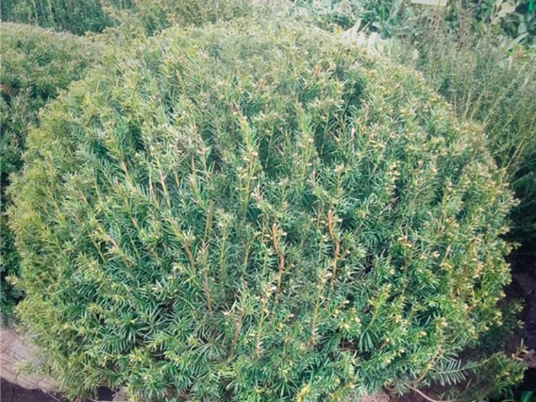Topiary Taxus baccata Balls Yew Wholesale Topiary hedging Hampshire